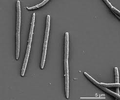 Leptotrichiaceae - MRGI - Microbiota Research Group of Iran