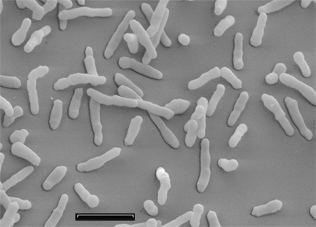 Cellulomonas - MRGI - Microbiota Research Group of Iran