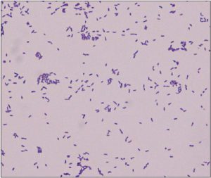 Microbacterium - MRGI - Microbiota Research Group of Iran