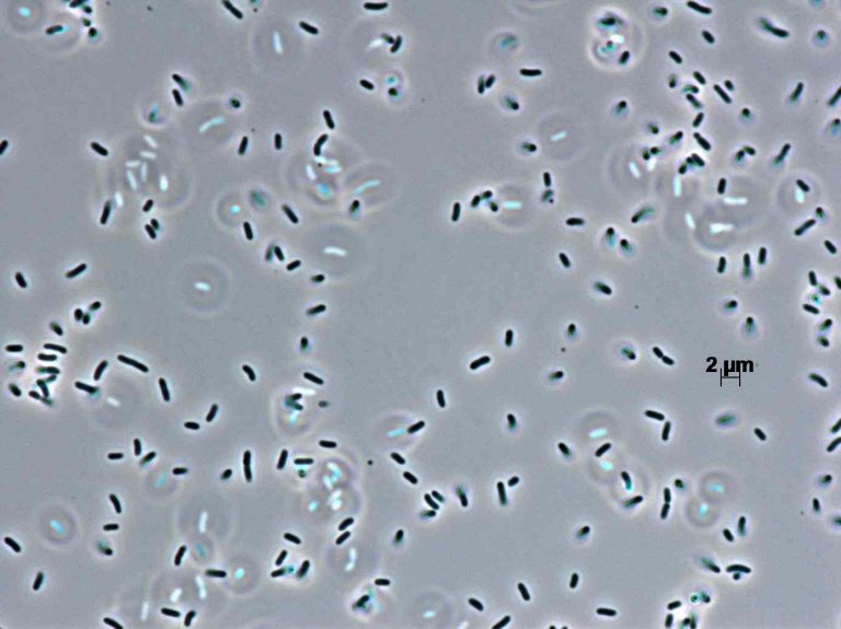 Pantoea - MRGI - Microbiota Research Group of Iran