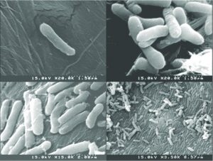 Serratia - MRGI - Microbiota Research Group of Iran