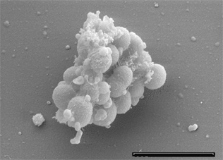 Veillonellaceae - MRGI - Microbiota Research Group of Iran